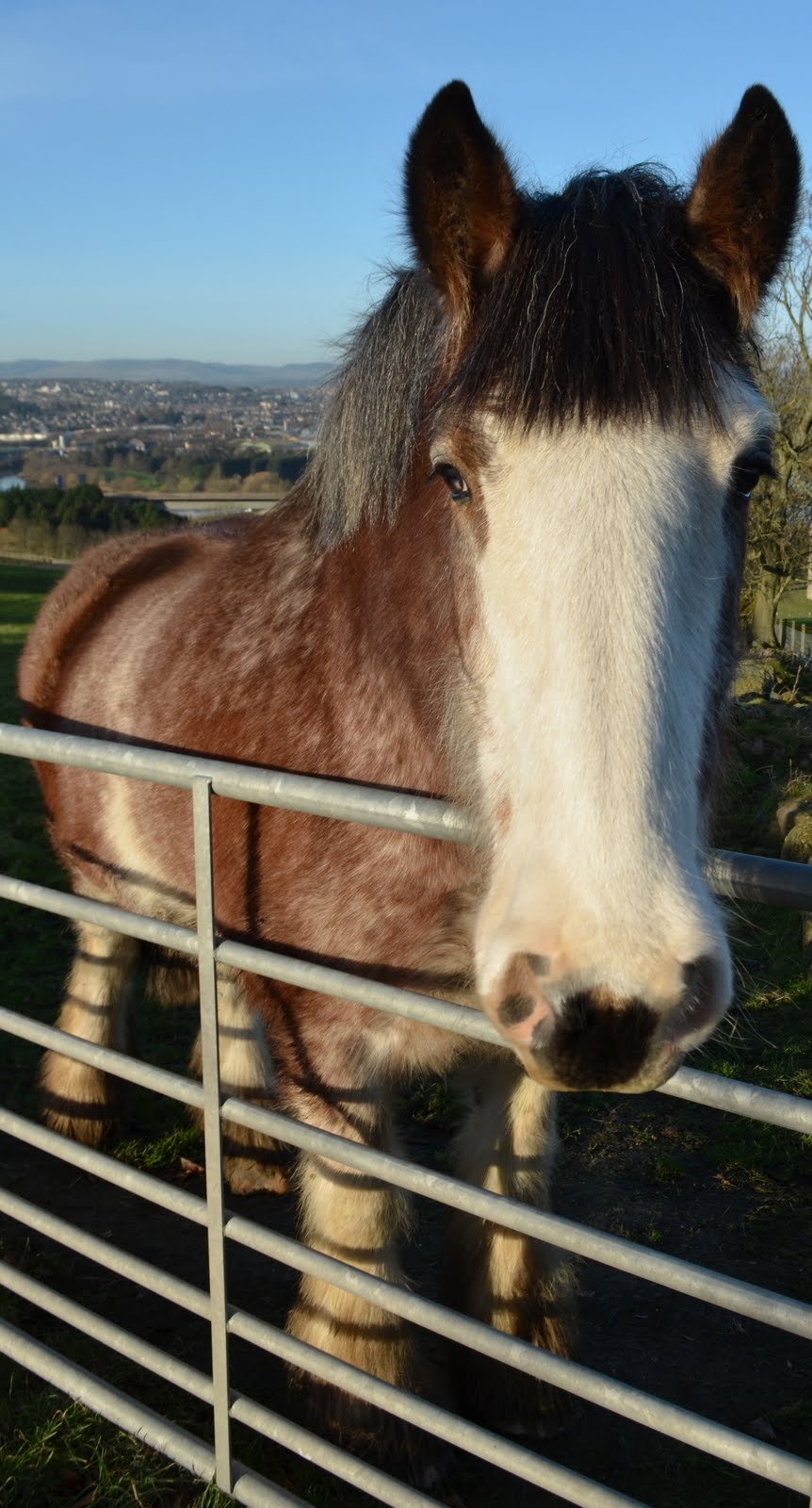 Tour Scotland: Tour Scotland Photographs Clydesdale Horse Perth ...