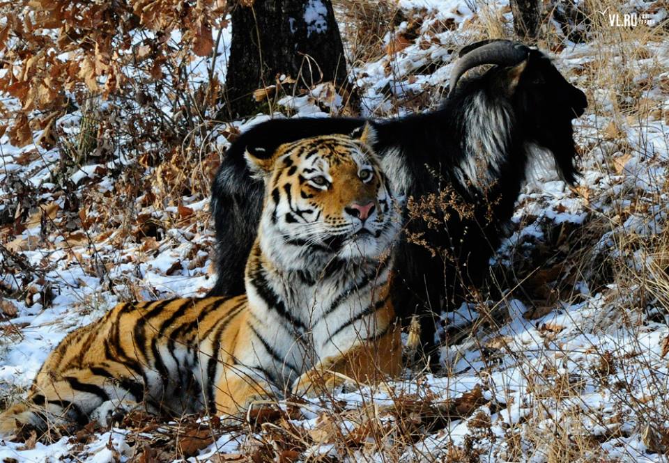 Tiikeri ystävystyi vuohen kanssa Kaukoidässä