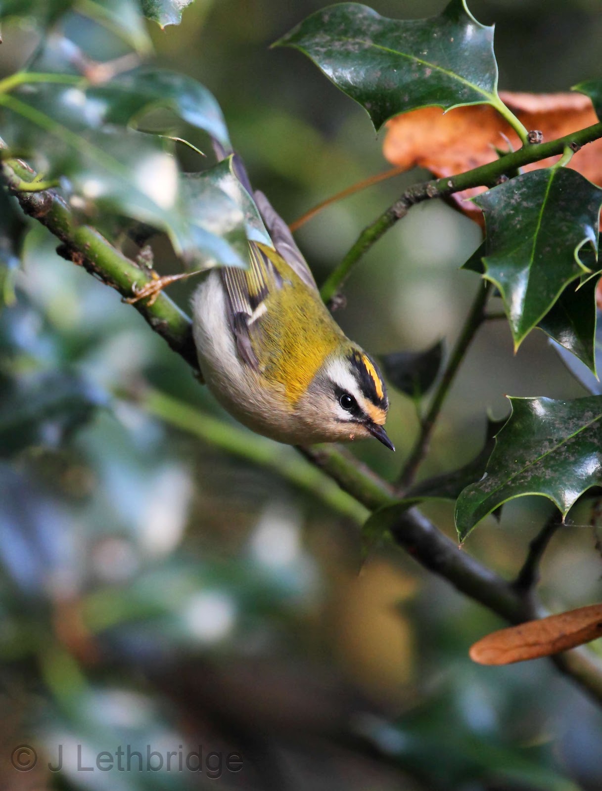 Wanstead Birding: Firecrest