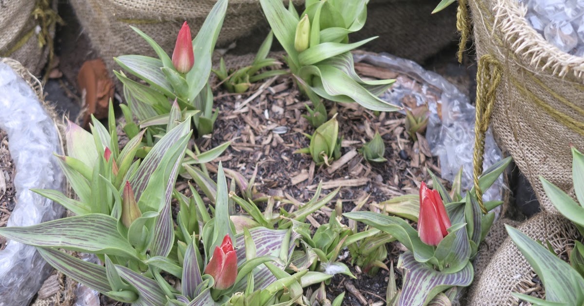 The Last Leaf Gardener: Honoring Tiny Tim & Tulips (Thursday's Tale)