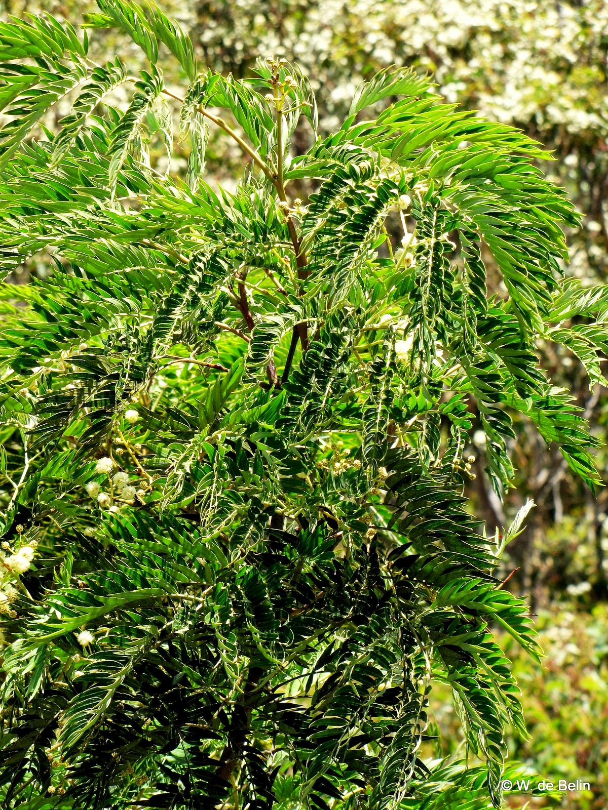 Sydney's Wildflowers and Native Plants: Acacia elata - Cedar Wattle ...