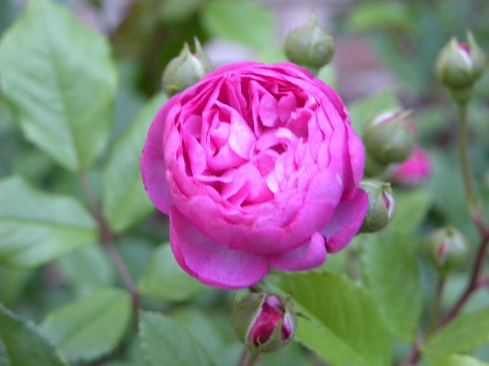 Red Dirt Roses: Feeling Blue, or maybe Purple