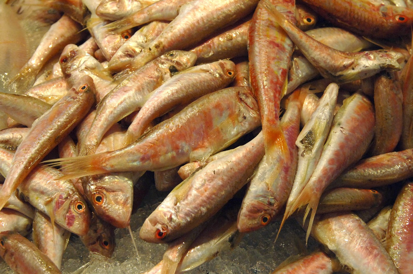 Världen är full av fula fiskar..