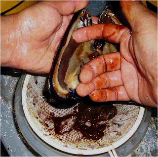 Mussel larvae production for Pacific beakfish larvae (Oplegnathus insignis)