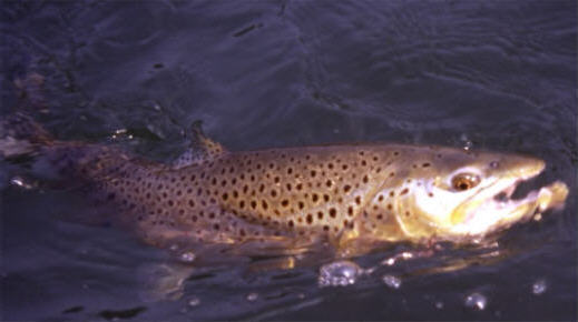 Heart of Fly Fishing Country Roscoe New York: Let The World Know About ...