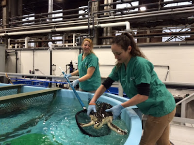 Marine Animal Rescue Team Blog