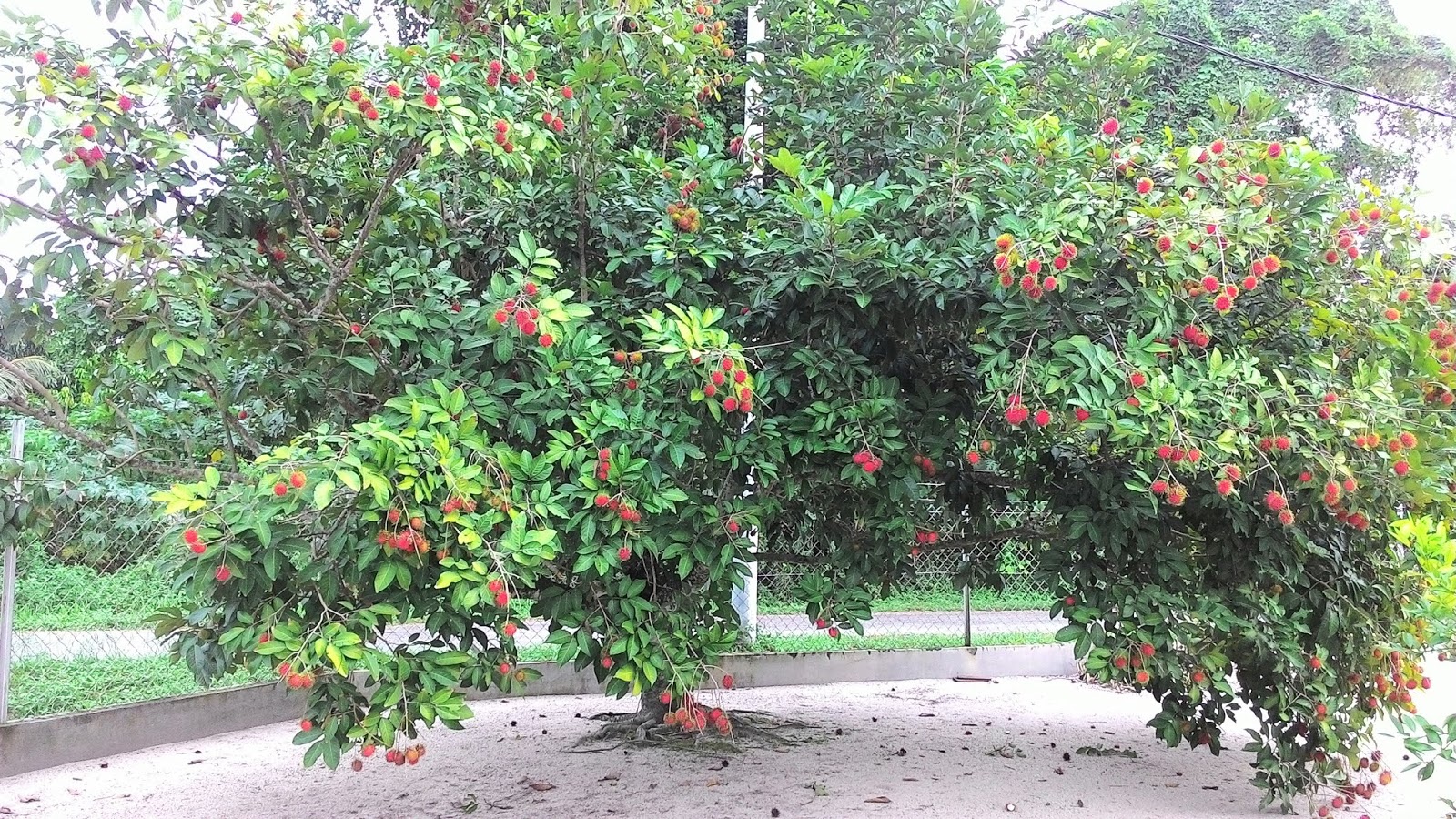 Rambutan Tree