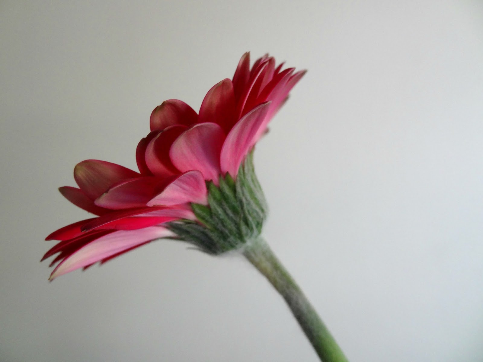 Long stem flowers - luvdon