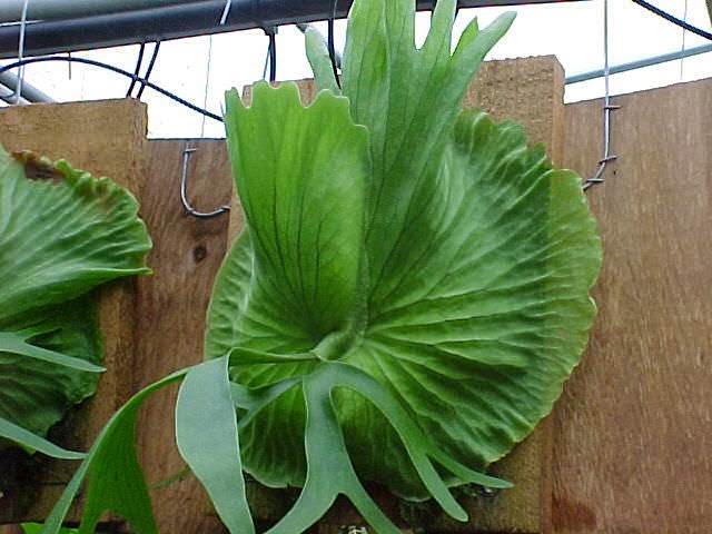 Simbar Menjangan - platycerium coronarium | Tanaman hias bunga dan buah ...