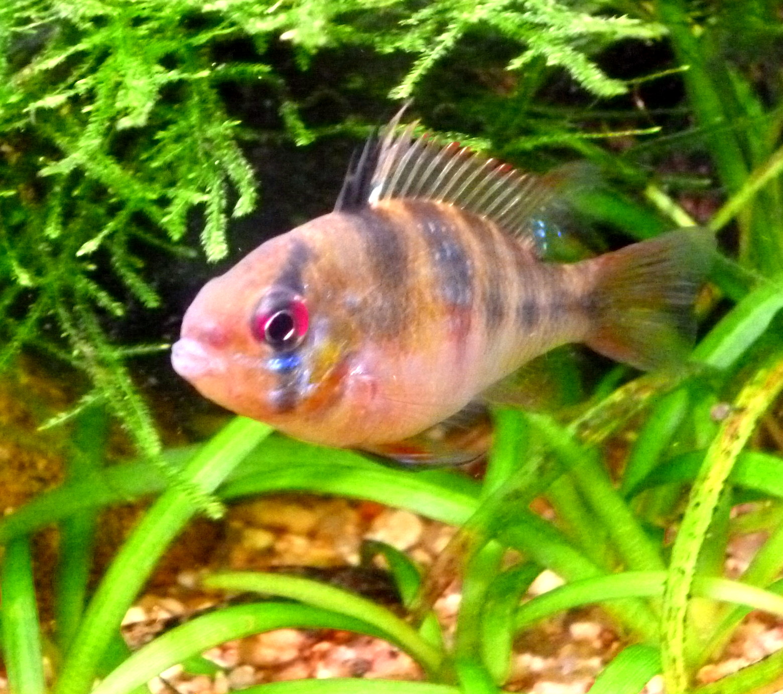 Habitat Natural : Microgeophagus ramirezi