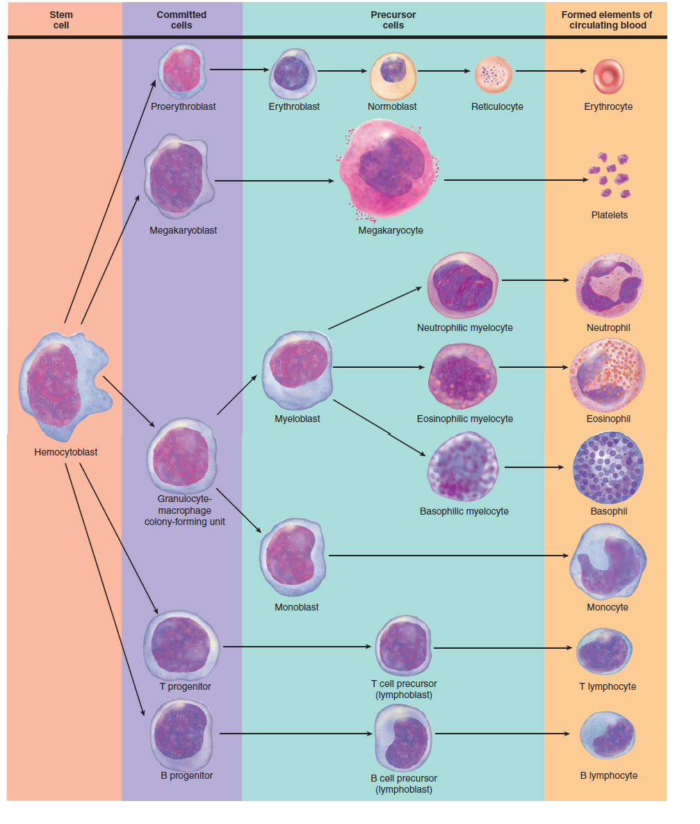 CLASS BLOG: BIO 202 CH. 18 Blood ANSWER KEY