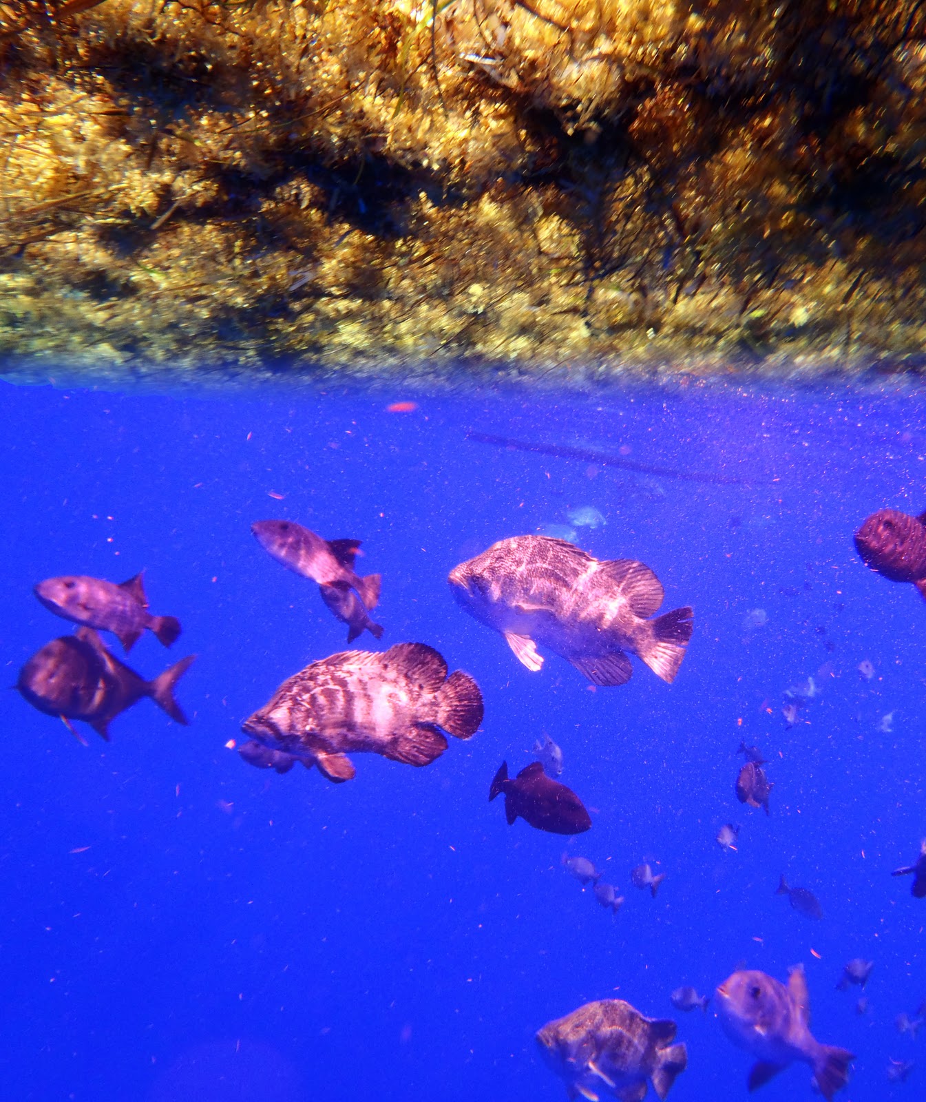 Salt Life Blog: 16 October 2011