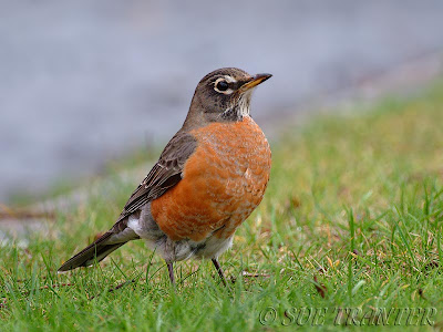 American Robin Facts and Pictures | The Wildlife