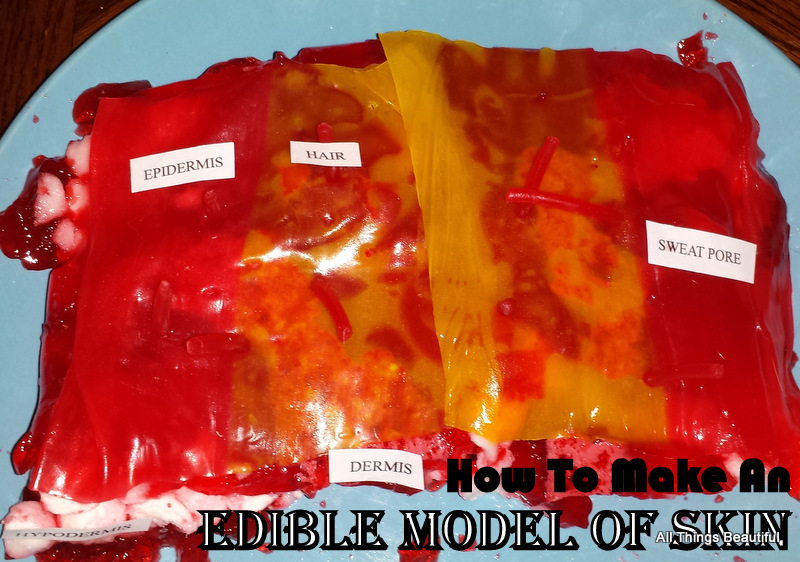 All Things Beautiful: How to Make an Edible Model of Skin (Elementary ...