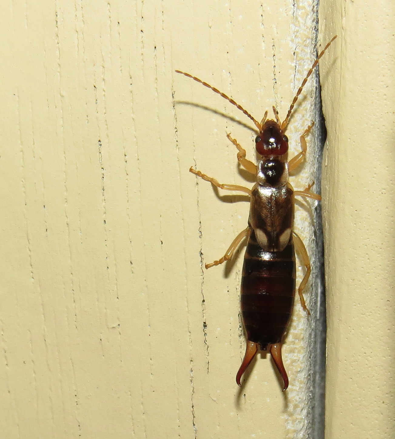 Bug Eric: My Personal National Moth Week, 2017