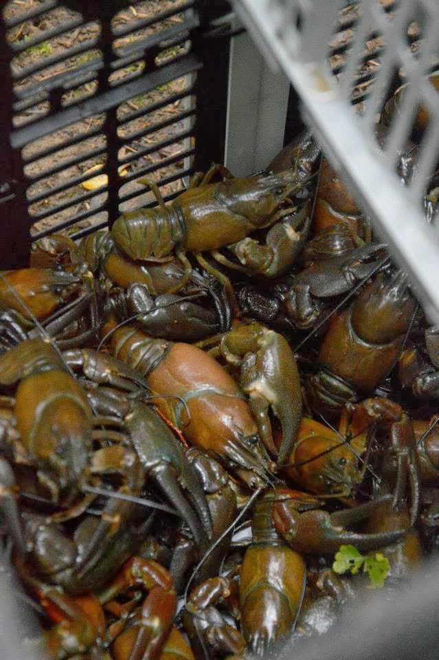 Forage Sussex: How To: Trap UK Signal Crayfish