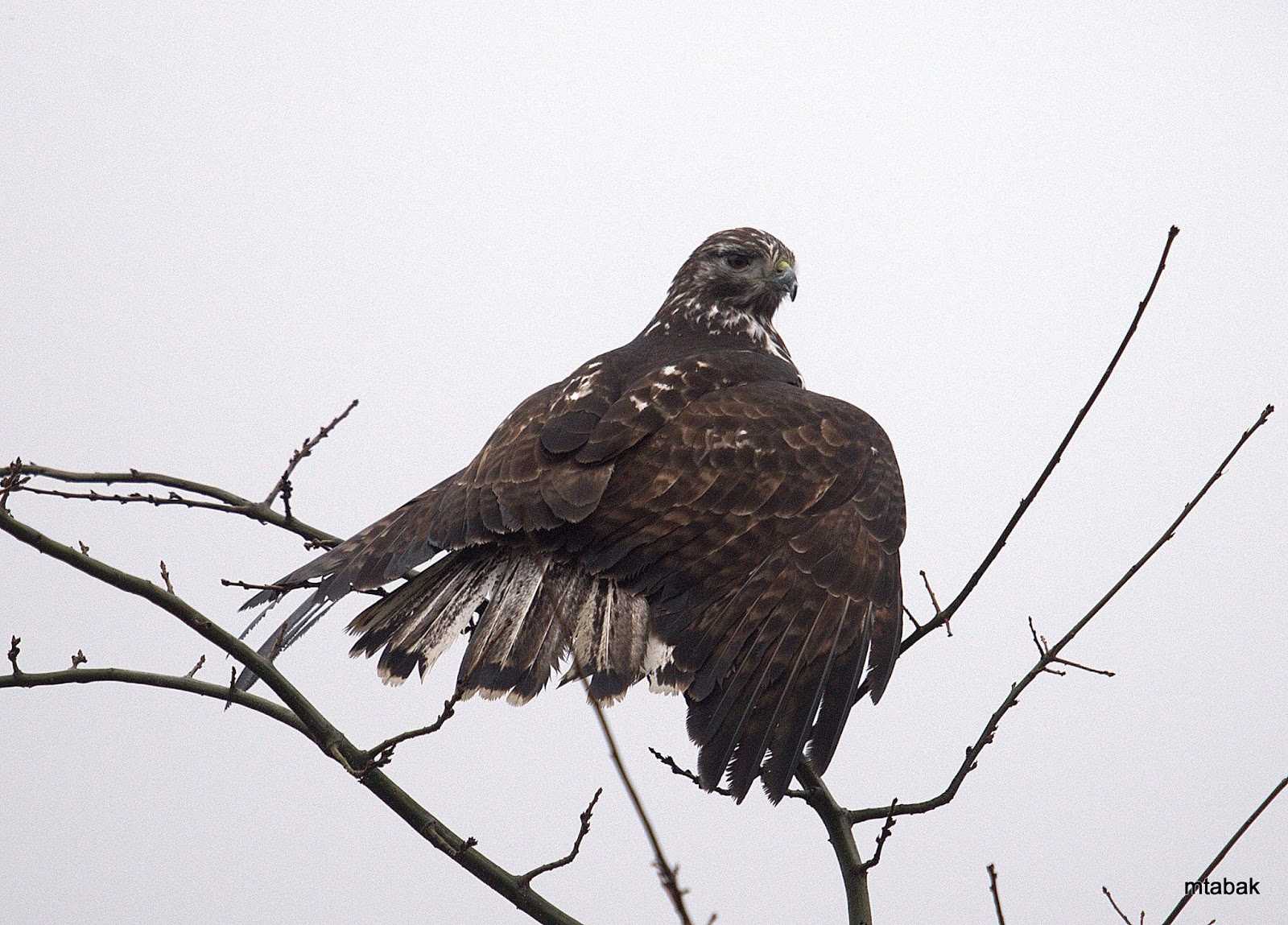 Hawk Identification Tips from every angle (Sharpie vs Cooper and Red ...