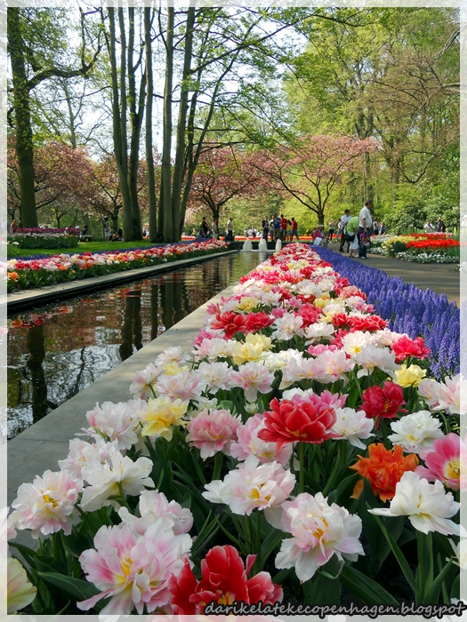 Dari Kelate Ke Copenhagen: Keukenhof- Taman Bunga Terbesar di Dunia