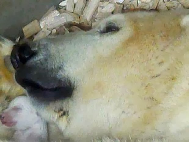 Difunden primeras imágenes de ositos polares gemelos en Alemania ... Difunden primeras imágenes de ositos polares gemelos en Alemania ...