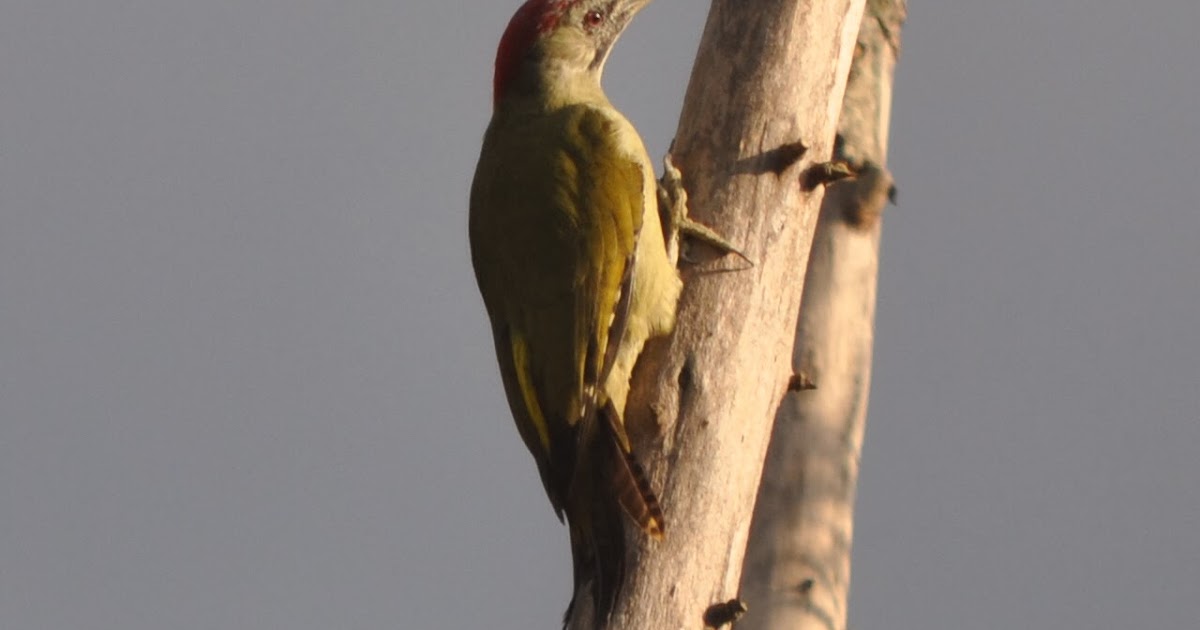 ZOOTOGRAFIANDO (5.836 ANIMALS): PITO REAL / EURASIAN GREEN WOODPECKER ...