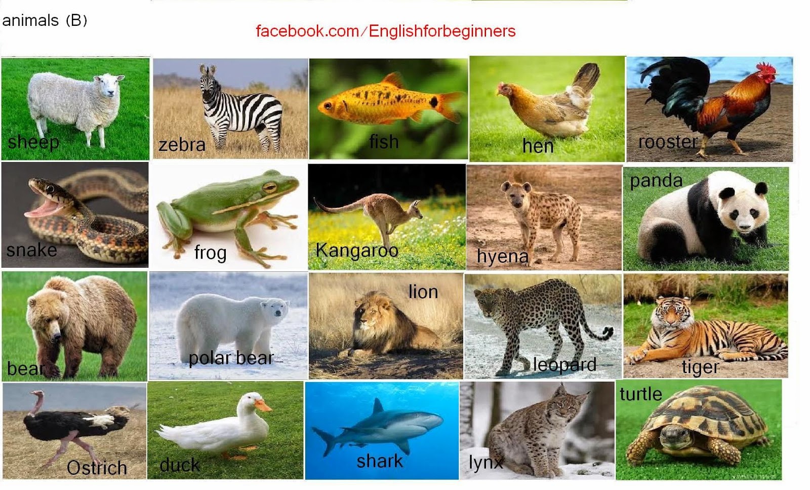 English For Beginners