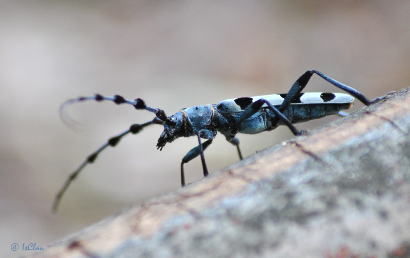 In linii mari: Rosalia Alpina (Croitorul alpin)