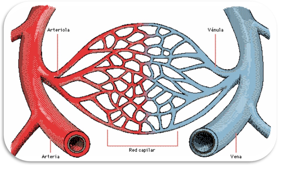 BIENVENIDOS A FISIOLOGIA DEL SISTEMA CIRCULATORIO: LOS CAPILARES