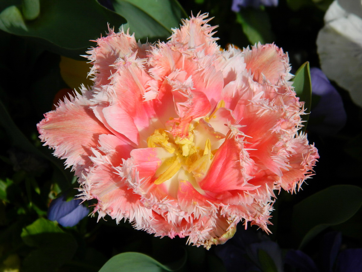 LA MULTI ANI, ROMANIA!: Lalele crete