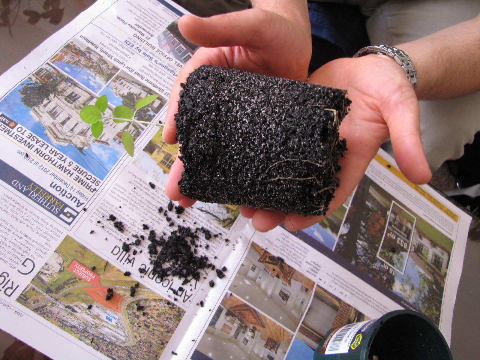 How to grow Tulasi at home: 20121209 - 3 months later - First ...