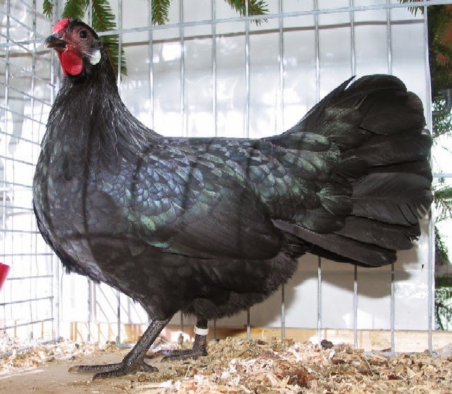 ALL CHICKEN BREEDS FROM GERMANY