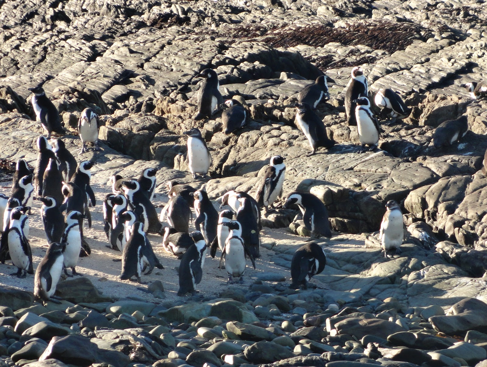 Robben Island Penguin Tracks: Loggerbird spotted!