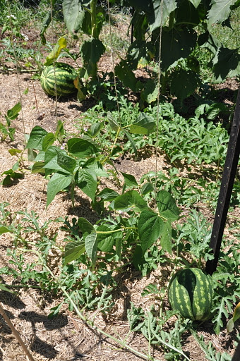 Barefoot Bounty: Watermelons, watermelons everywhere