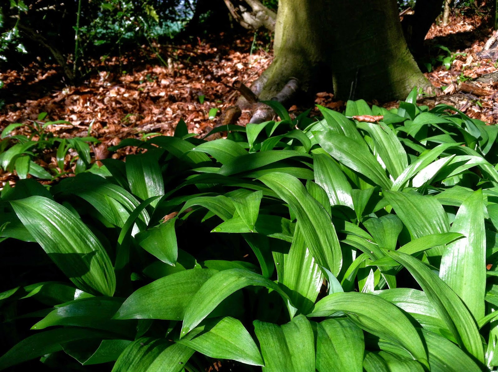 The Gallivanting Grasshopper: Flying and Foraging -- IN TRANSIT