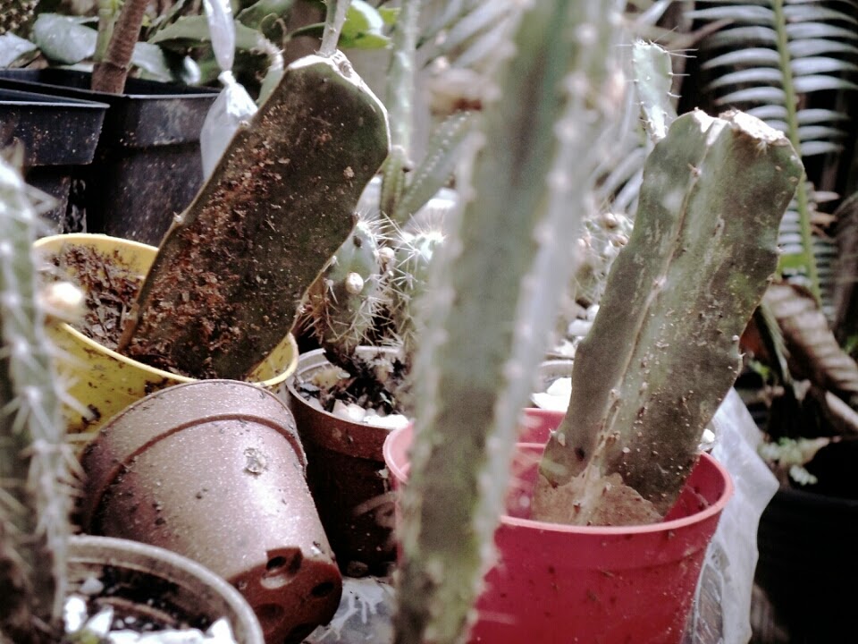 Biologando: biologando sobre as folhas ;)