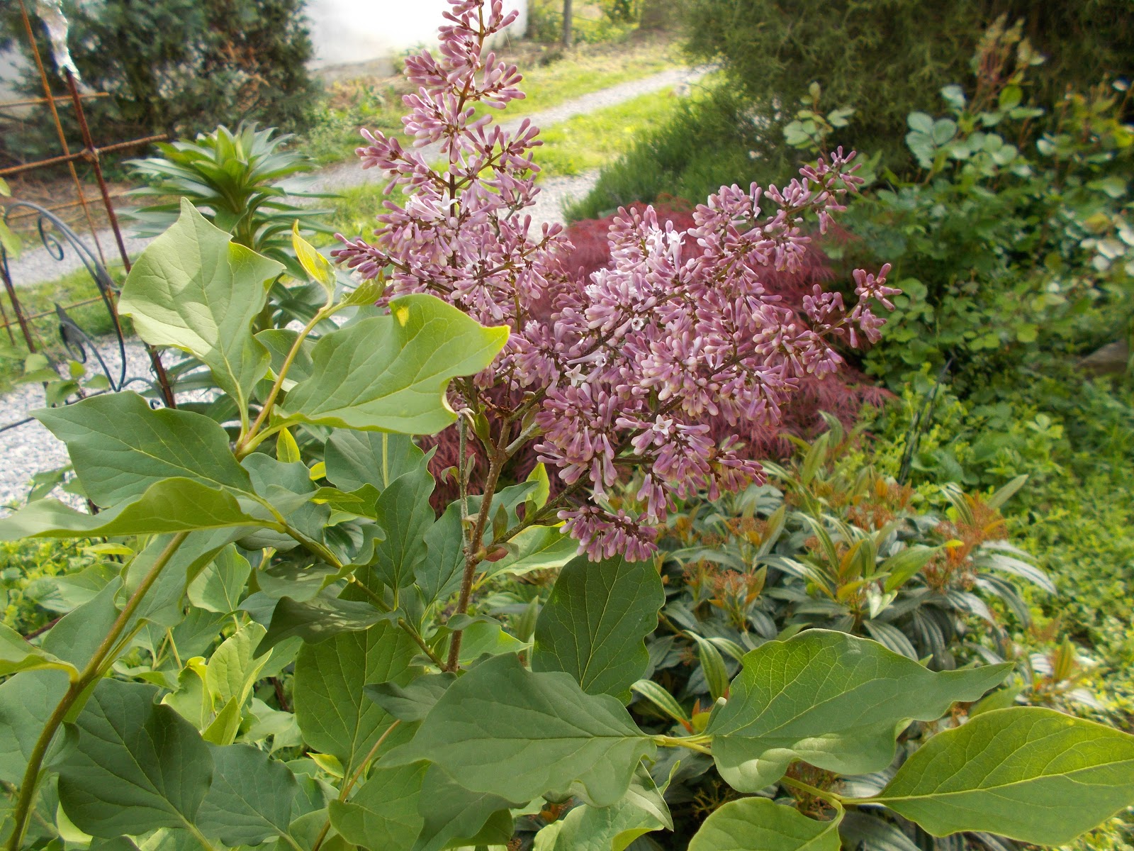 Csodás kertem: Cserjék a kertemben