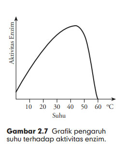 Faktor yang Memengaruhi Kerja Enzim