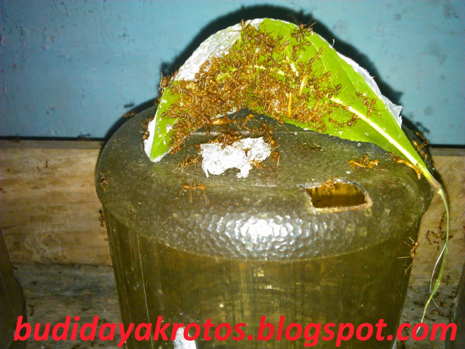 Mengapa Semut Rangrang Membuat Sarang pada Daun yang Muda | Budidaya Kroto