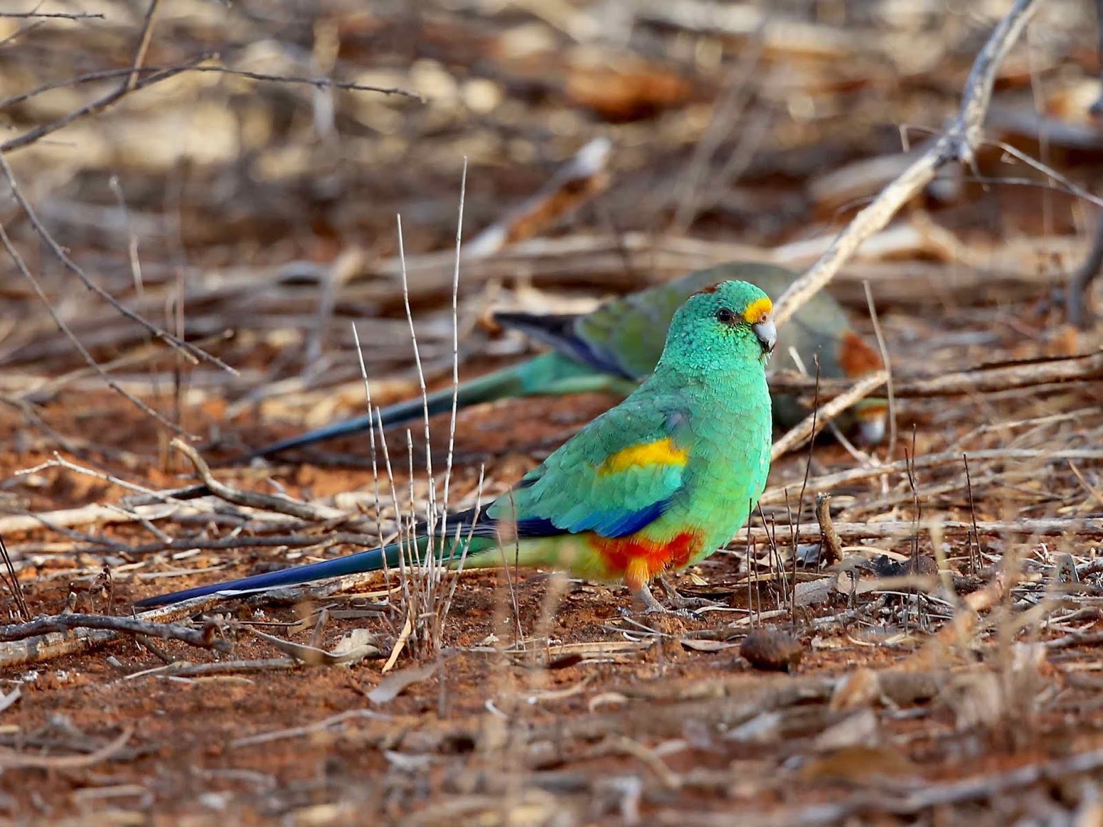 Avithera: Mulga Parrots