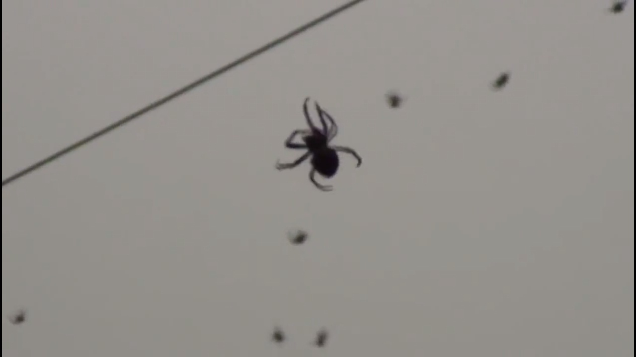 Real Monstrosities: Friendly Spiders Far Too Friendly