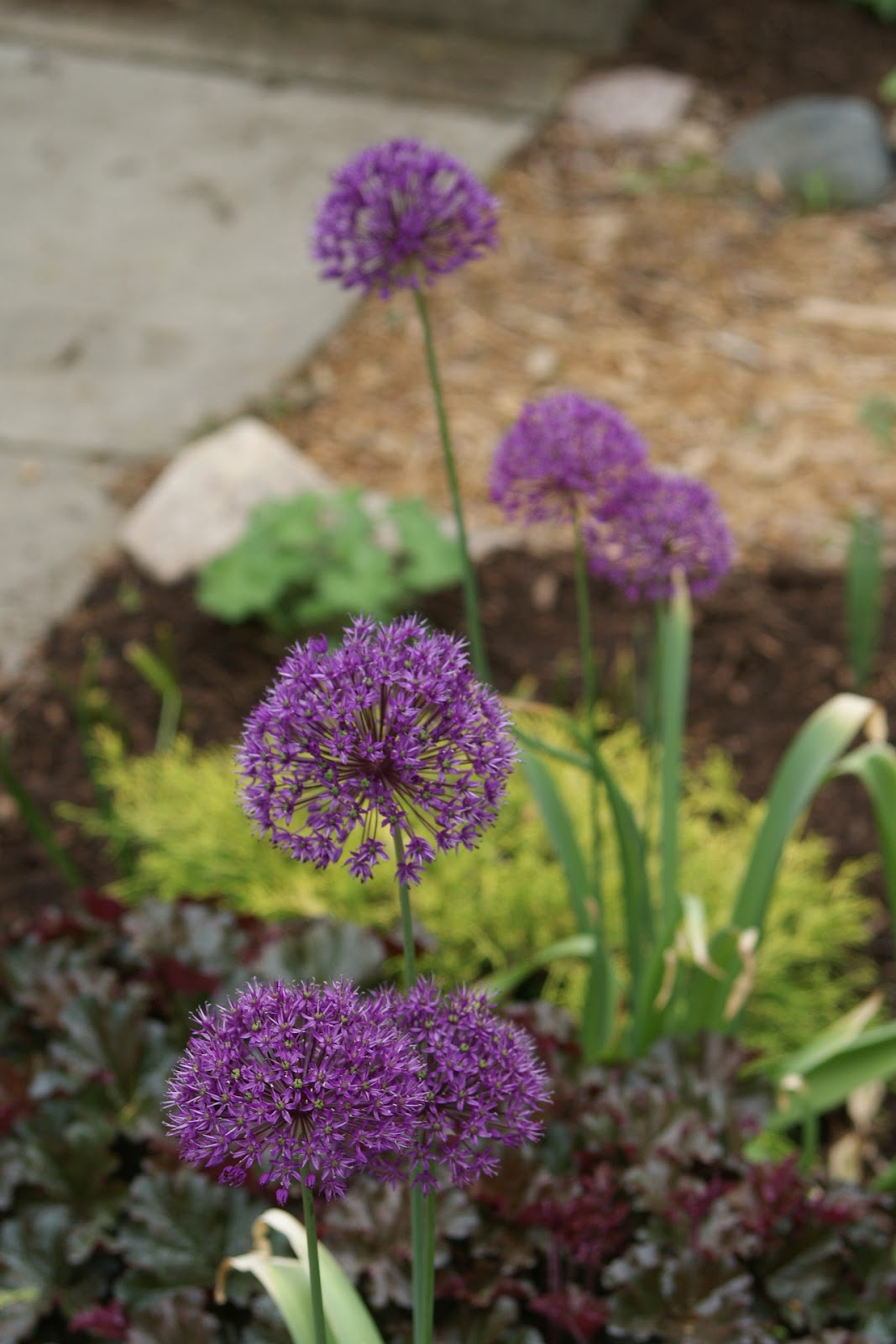 Visit My Garden: Bulbs