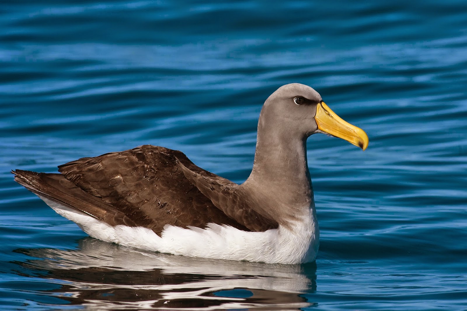 All Animals: Albatross,Profile,Latest News,Photos