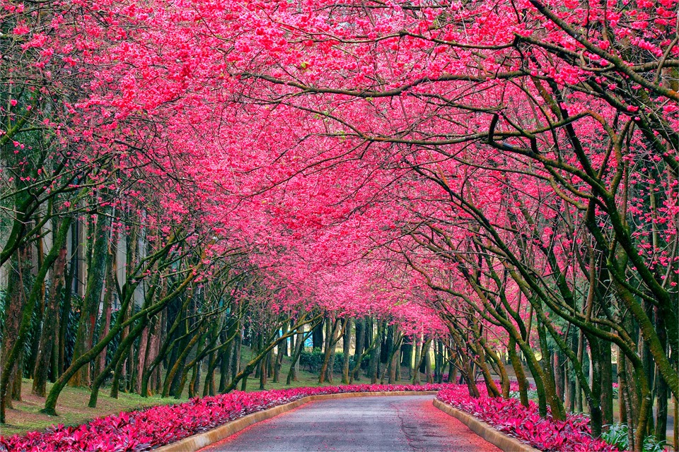 Le Monde De KIKA (aka, The Life Of KIKA) : Most Beautiful Trees in the ...