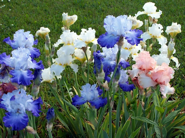 World of Irises: Neglectas: Iris Color Terminology