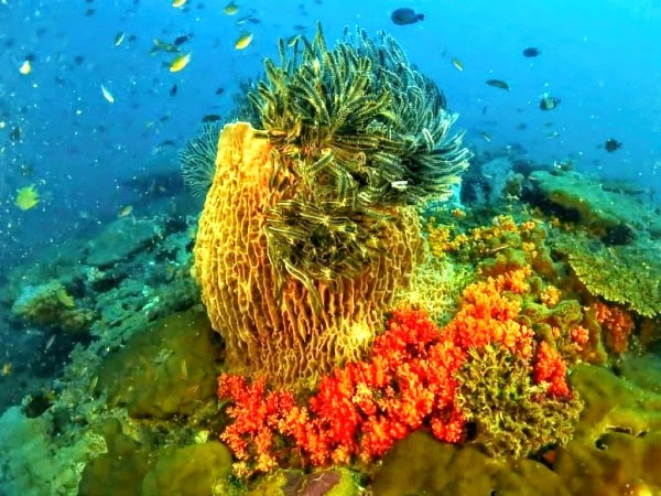 Diving into Wonders of Brunei's Undersea World