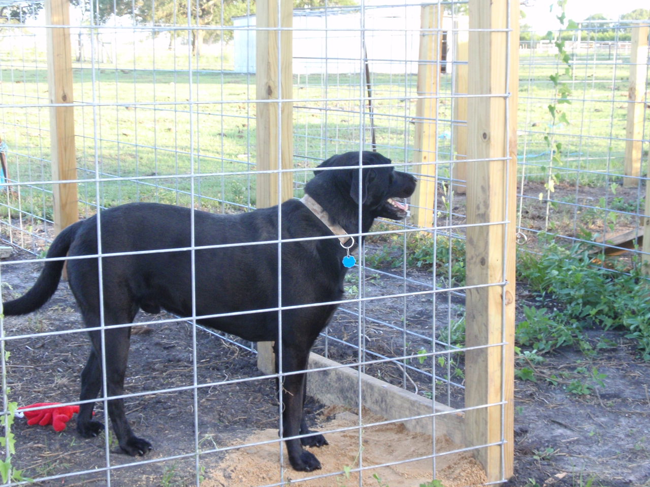 Smiling Dog Farms: Bosco Wins in Court... Flies to Sanctuary at Smiling ...