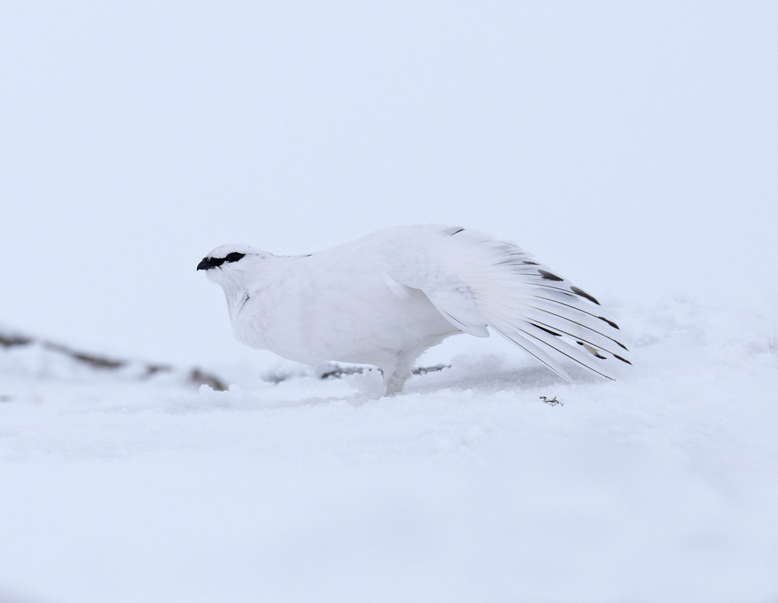 pewit: and a few more white grouse -- Ptarmigan