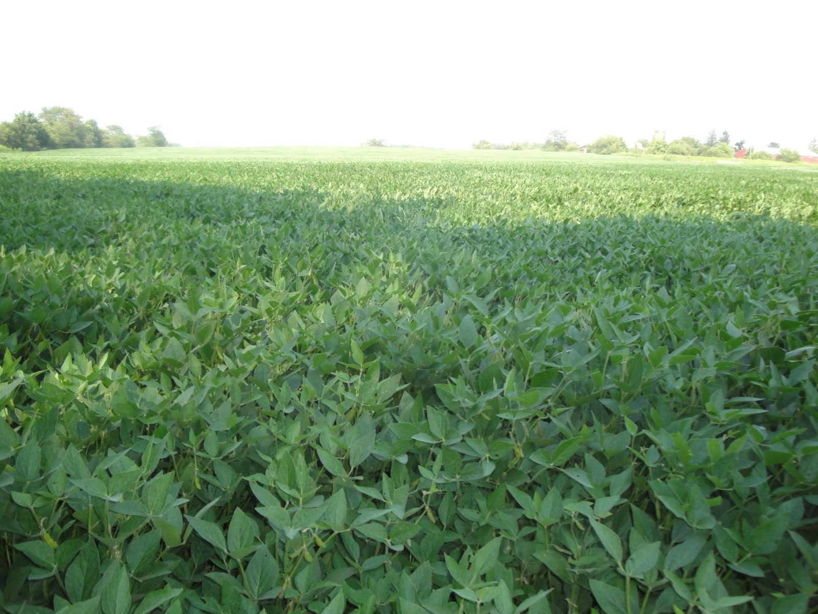 HyMark High Spots: Crops In The Northeast