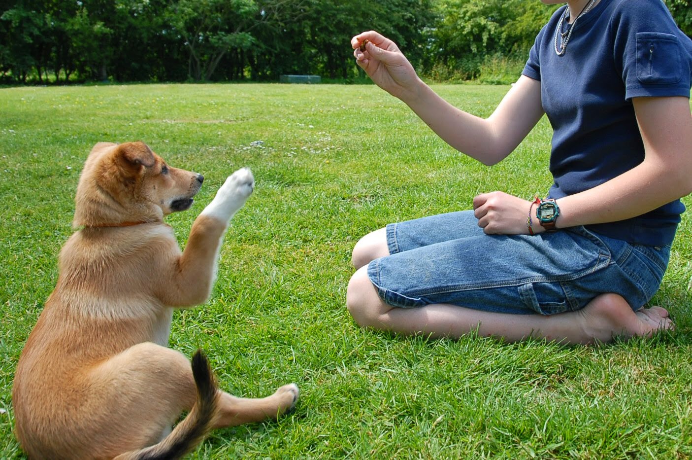 Successful Dog Training Techniques - Luv My Dogs
