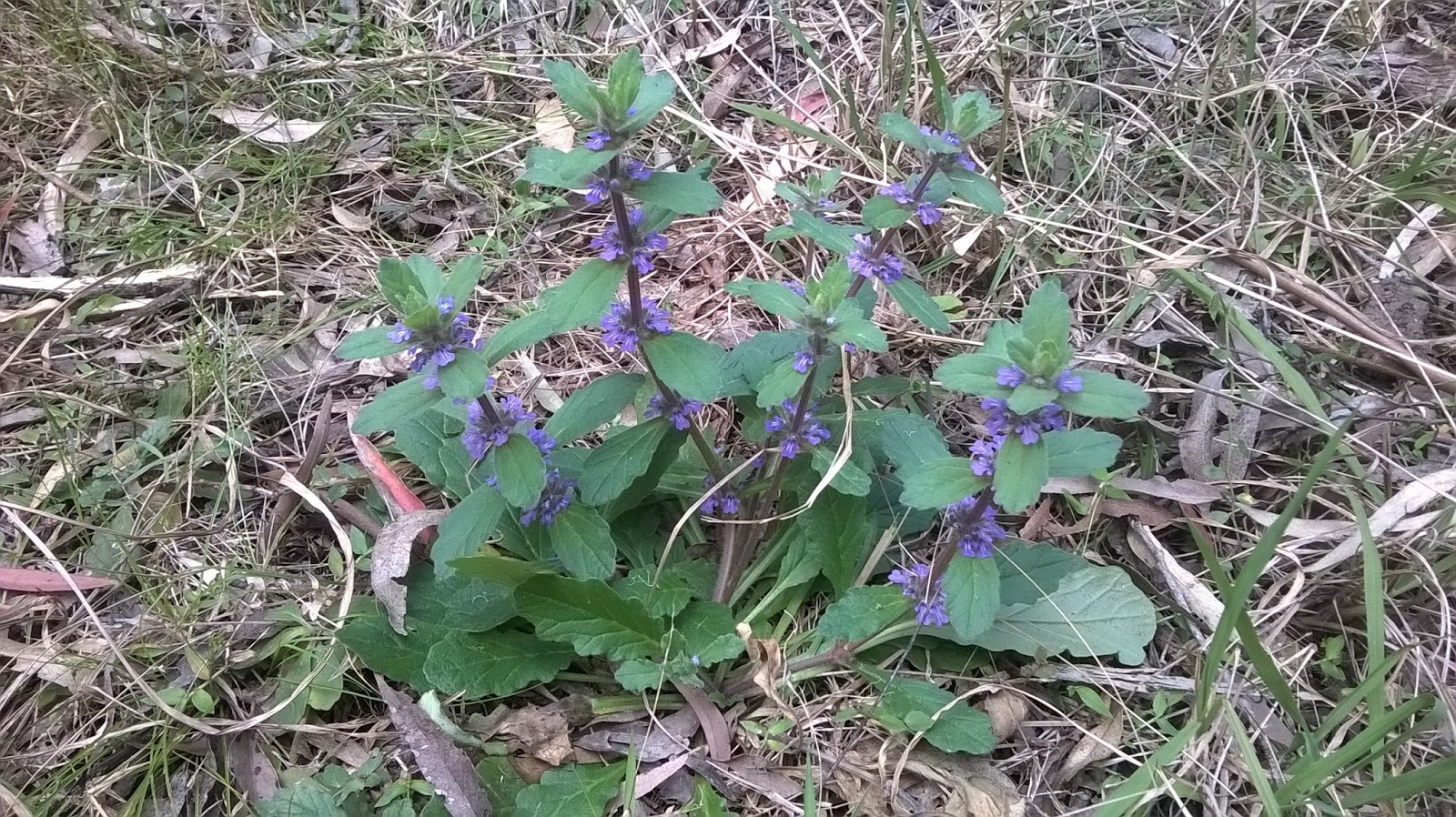 Try growing: Austral Bugle (Ajuga australis) | Growing Illawarra Natives