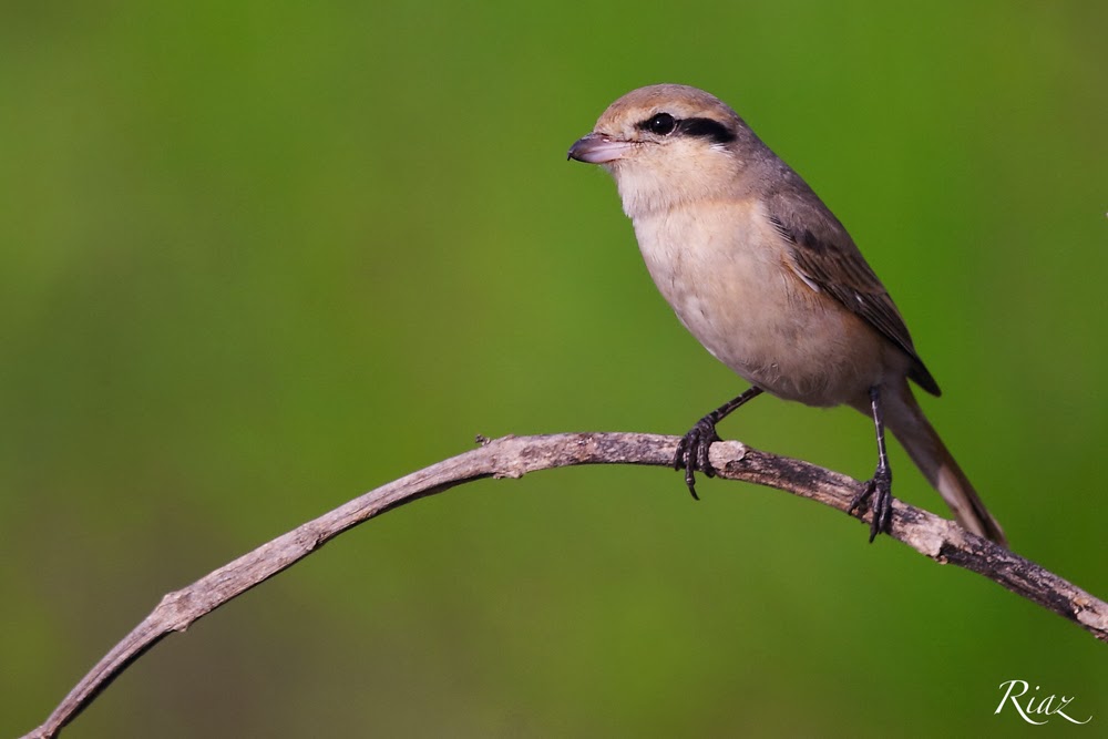 Rare Birds Found in Pakistan